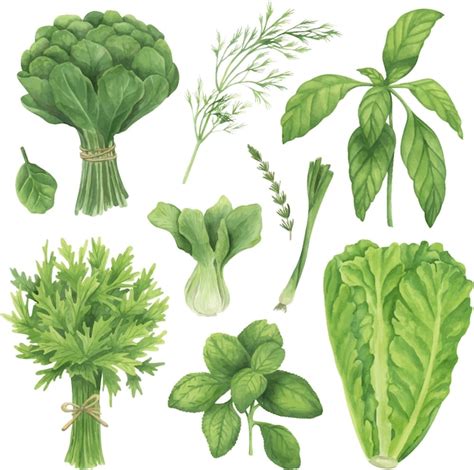 허브와 녹지 수채화 그림 음식 손으로 그린 클립 아트 컬렉션 식물 요소 클립 아트 세트 주방 예술 Spanich 딜 파슬리 복 쵸이 바질 민트 양상추 프리미엄 벡터