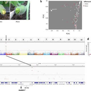 Mapping Of Flower Sex Expression A Examples Of Monoecious Right Download Scientific