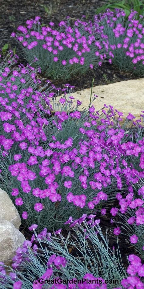 Dianthus Firewitch Fragrant Ground Cover For Sun With 100s Of