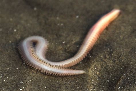 Annelida