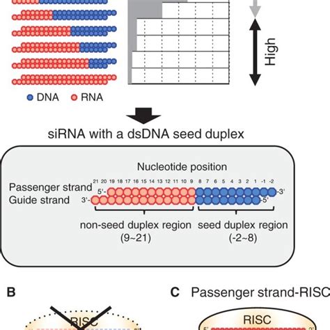 Presumed Subdomain Structure Of Sirna A And Possible Models For Download Scientific Diagram