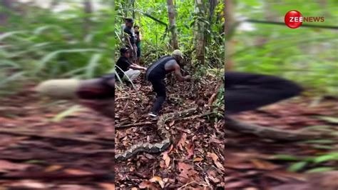 Watch Breaking News Man Squeezes 20 Foot Longest Python In Amazon Forest Very Chaotic Watch
