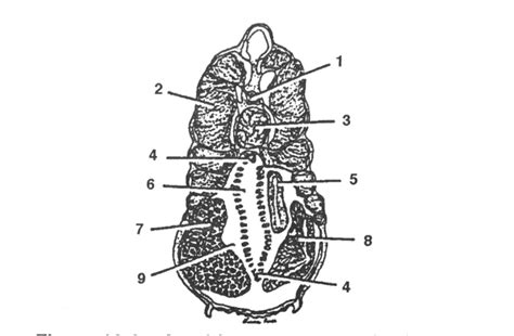 Amphioxus Diagram Male And Female Diagram Quizlet