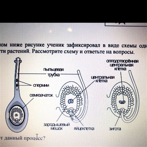 На представленном ниже рисунке ученик зафиксировал в виде схемы один из