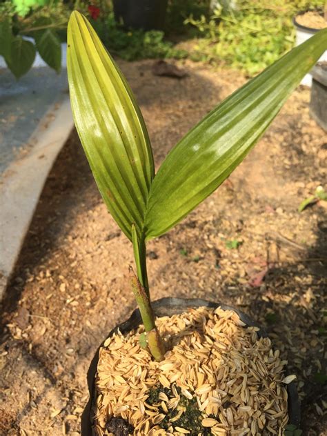 빈랑야자 빈랑나무 Areca Palm Areca Nut Palm