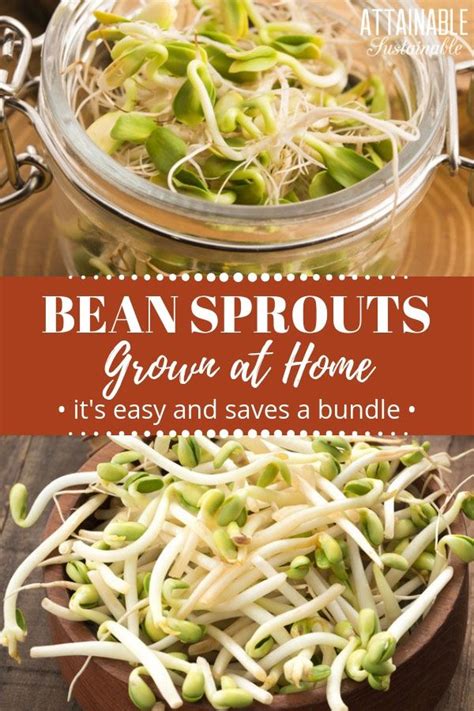 Growing Sprouts At Home Is Easy To Do Its A Great Way To Have Some Freshly Harvested Produce