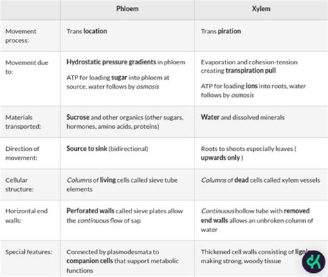 9 2 Phloem Transport Flashcards Quizlet