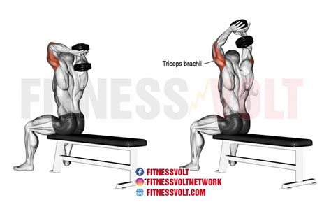 The Best Long Head Triceps Exercises For Thicker Stronger Arms
