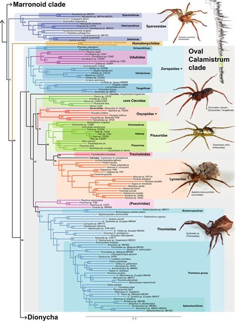 The Spider Tree Of Life Phylogeny Of Araneae Based On Target‐gene