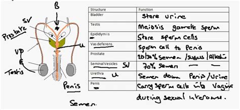 Nik S IGCSE Biology A Male Reproductive System
