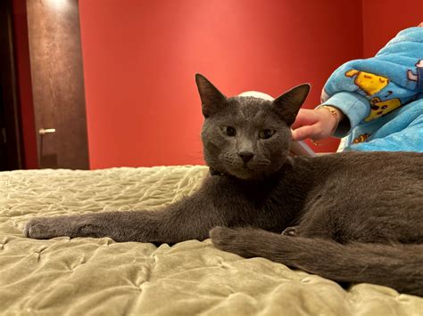 Meet Maia Kealoha Who Plays Lilo In The Live Action Lilo And Stitch