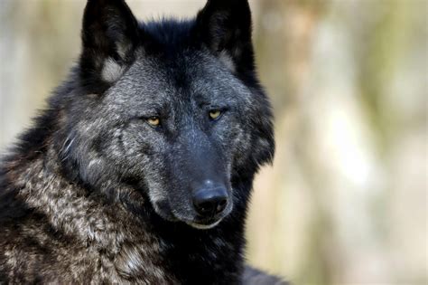 All Black Wolf Species