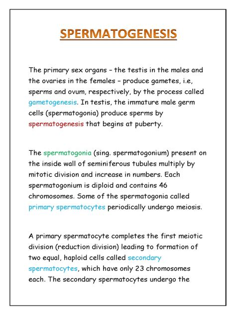 Spermatogenesis Practical File For Clas 12th Pdf Biological