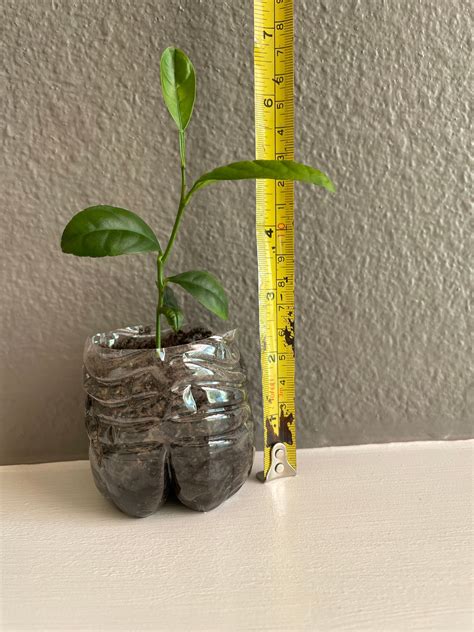 Meyer Lemon Seedling Live Lemon Tree Sapling Starter Plant Etsy