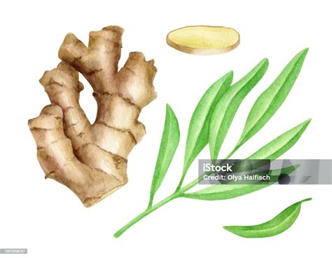 수채화 생강 뿌리에 슬라이스와 잎 세트 흰색 배경에 고립 된 손으로 그린 생강 뿌리 줄기 그림 향신료 요리 성분 메뉴용 약초 페인팅 패키지 디자인 개체 그룹에 대한 스톡