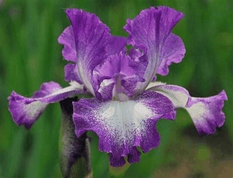 香根鸢尾全球百科