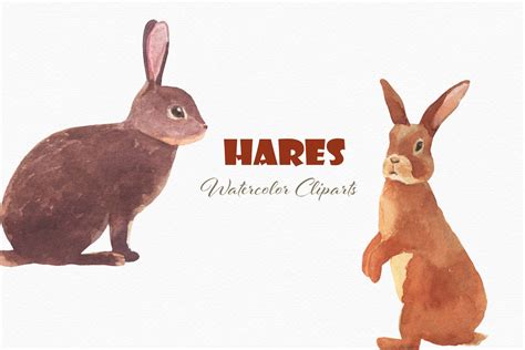 Cute Hare Rabbit Watercolor Clipart Png Graphic By Joydigitaldesign By