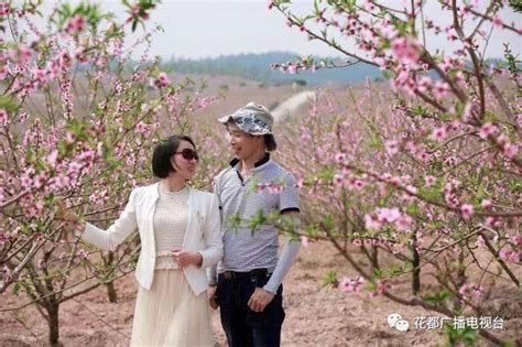 花都狮岭千亩桃园桃花花都联星村千亩桃园花都千亩桃园大山谷图库