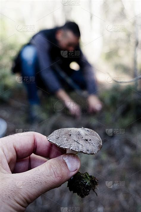 人们在森林里采蘑菇