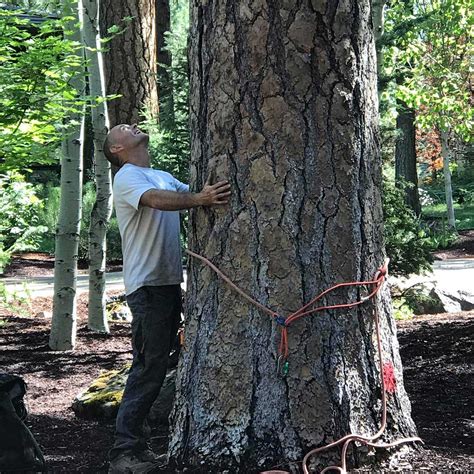 Tree Assessment Applied Forestry