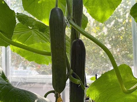 Султанит F1 | Sultanit