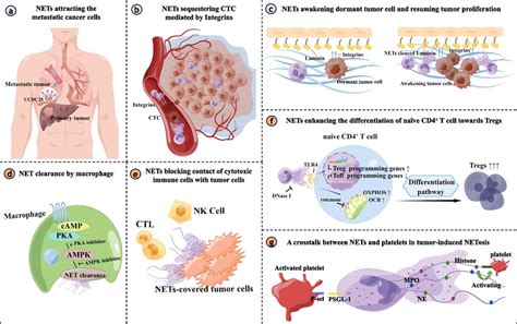 Intercellular Communication Between Nets And Tumor Cells Or Immune Download Scientific Diagram