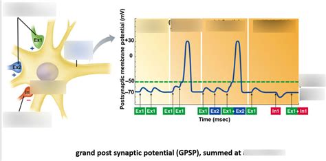 Postsynaptic Potential