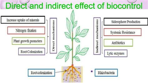 Antagonistic And Biocontrol Potential Of Trichoderma Asperellum Zjsx5003 Against The Maize Stalk