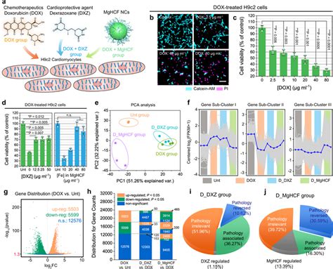 In Vitro Cellular Evaluations And High Throughput Mrna Sequencing A Download Scientific Diagram