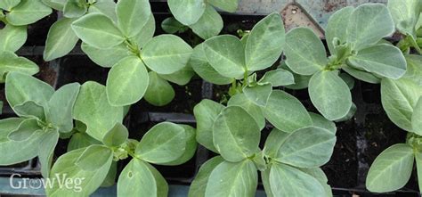 Growing Broad Beans From Sowing To Harvest