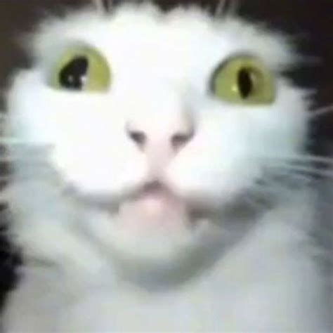 Gato Burlándose En 2025 Gatitos Divertidos Fotos De Minino Humor
