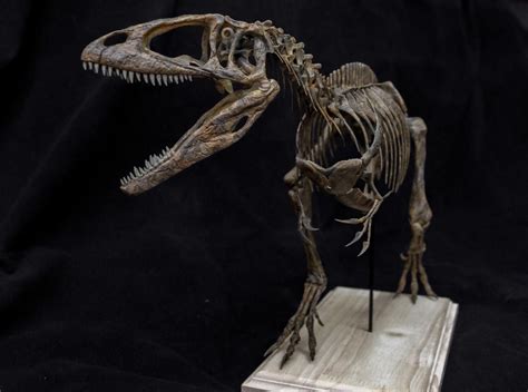 Vwuvwu Carcharodontosaurus Skeleton Model Lana Time Shop