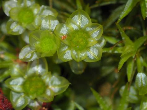 Tiny Orange Bug Rinsects