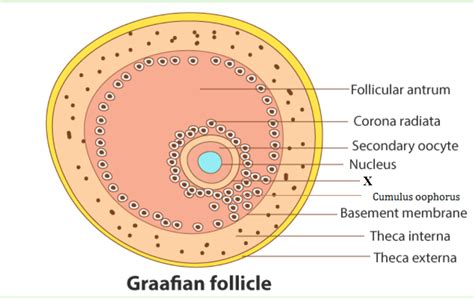 Labeled Graafian Follicle