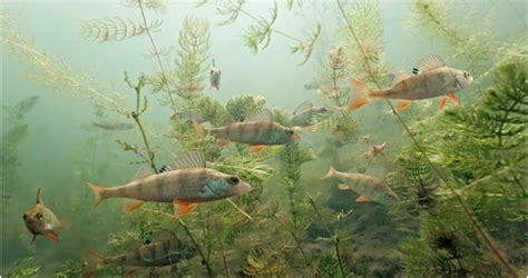 History White Perch An Invasive Species Of The Great Lakes