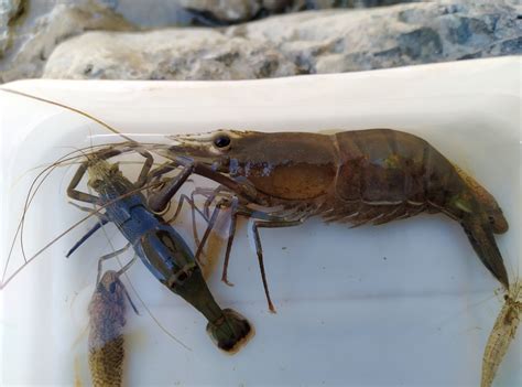 Macrobrachium Lar Fabricius 1798