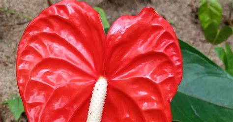 Bunga Anthurium E Katalog Anthophyta