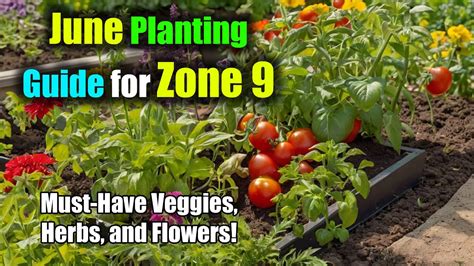 June Planting Guide For Zone 9 Must Have Veggies Herbs And Flowers