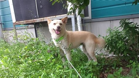 날이 너무 더우니 산책 후 공장 화단에 올라가서 집에 안 들어가는 공장 진돗개 L 나도 너랑 매일매일 시원한 에어컨 아래서 같이 일하고 생활하고 싶다 L 집에 들어가기 싫은