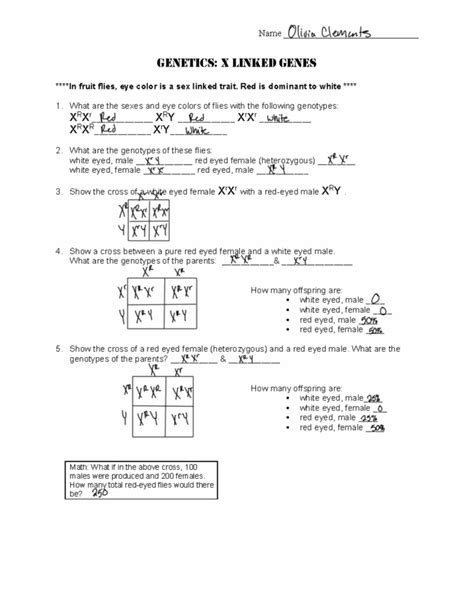 Modern Genetics Worksheet Answers