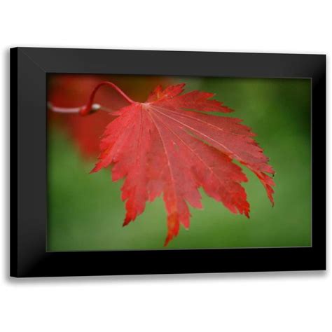 Geyman Vitaly 14x11 Black Modern Framed Museum Art Print Titled Maple Leaf Portrait Iv