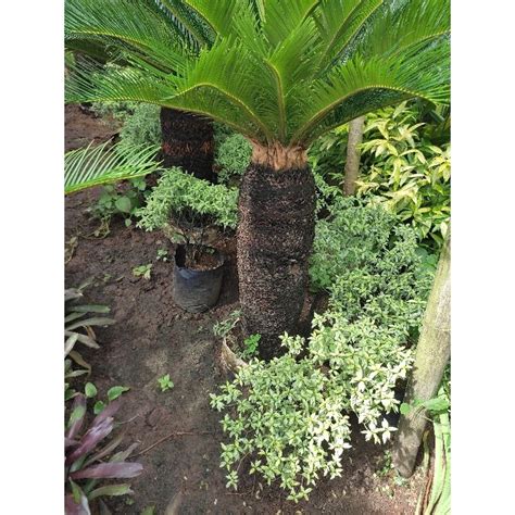 Jual Pohon Palem Sikas Tinggi Batang Keras 40cm Shopee Indonesia