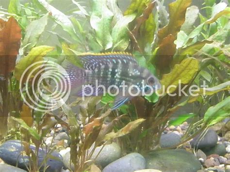 Pics Of My 75 Gallon Sa Tank Cichlid Fish Forum