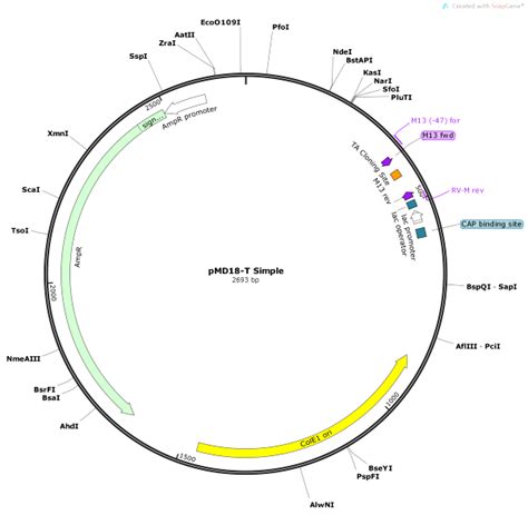 Vector Backbone Pmd18 T Simple