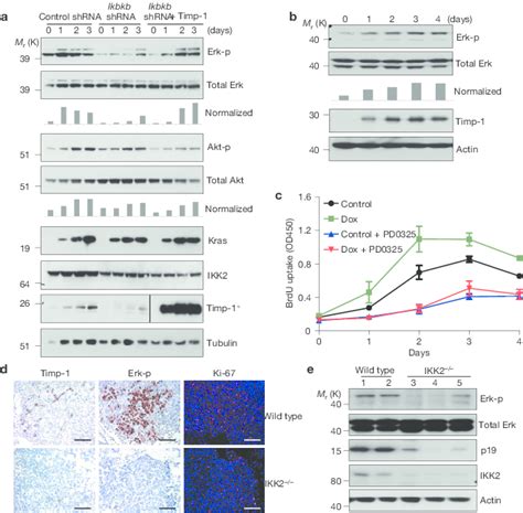 Ikk2 And Timp 1 Are Required To Maintain High Erk Activation A