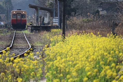 小湊鐵道の菜の花 馬立ほか 汽車旅悦楽館 別館