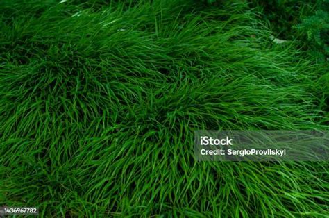 Evergreen Grass Growing In A Dense Cushion Beautiful Green Background
