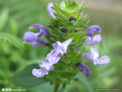 夏枯草摄影图自然风景自然景观摄影图库昵图网