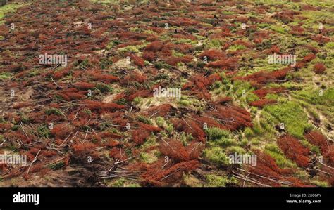 Deforestation From Above The Tractor Cuts Down A Young Pine Forest