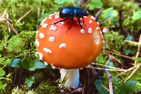 Lugejate Fotod Üks On Karvane Ja Kollane Teine Sinine Ja Limane